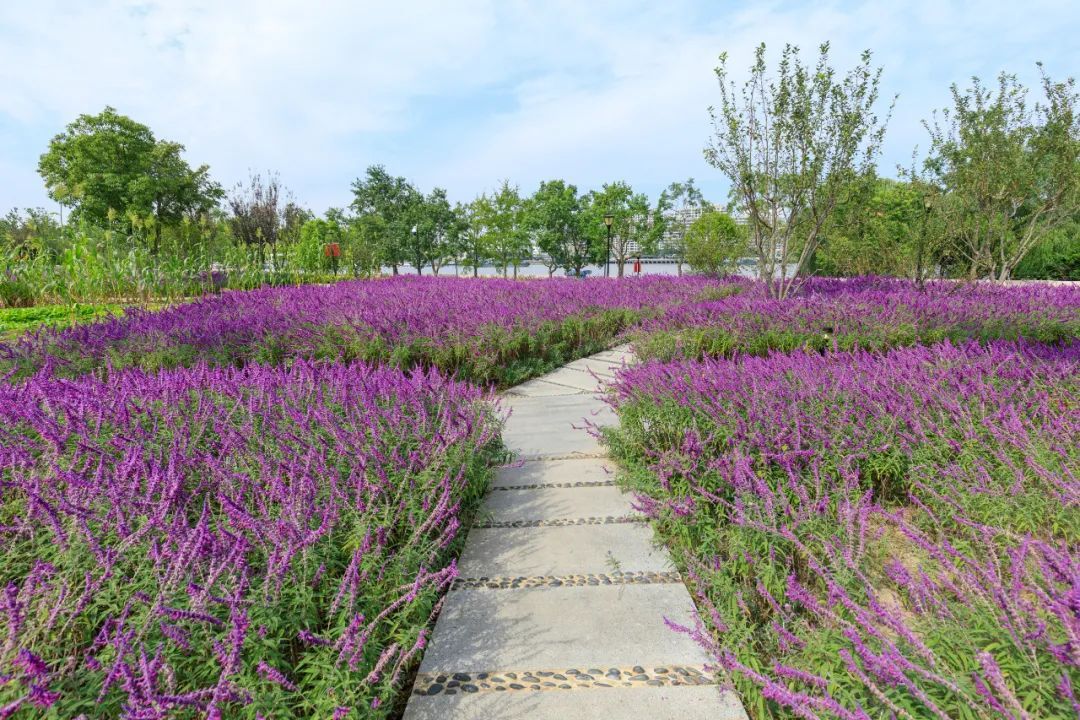 浦东前滩公园惊现紫色花海 美如仙境如梦如幻！——上海热线侬好频道